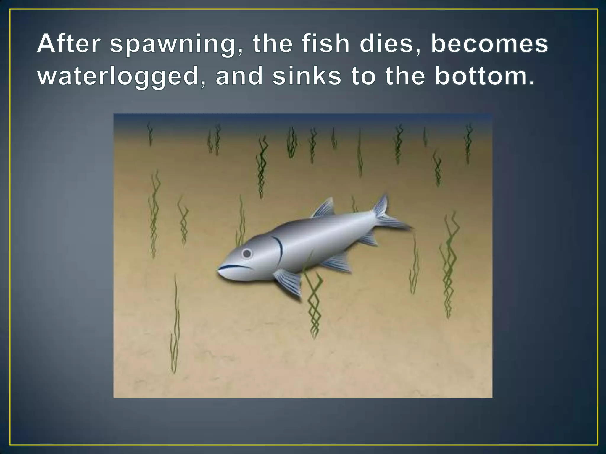 Prehistory vs history powerpoint | PPTX