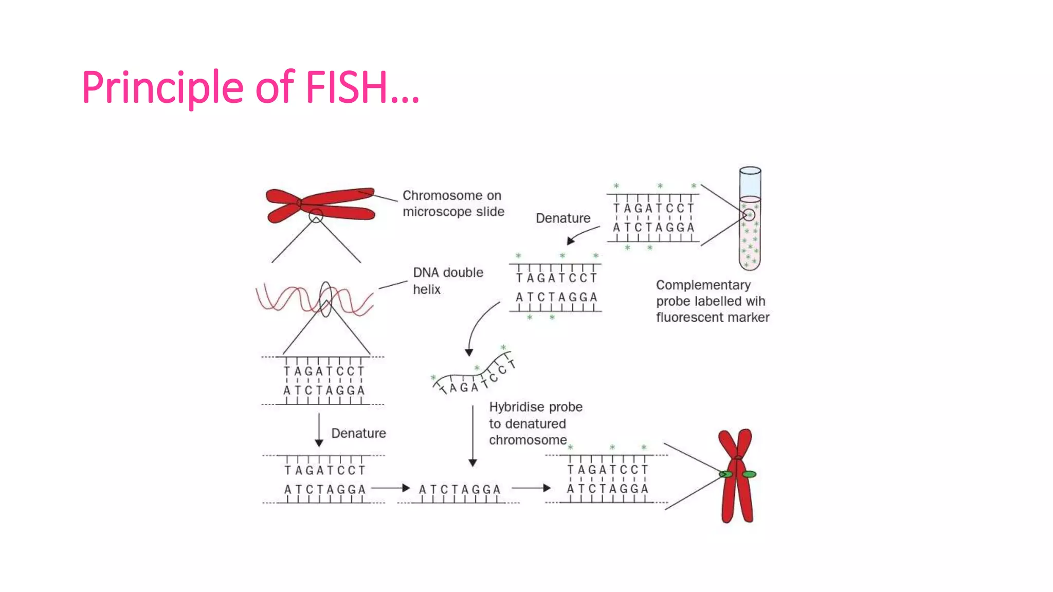 Preimplantation genetic diagnosis (pgd) PGD | PPTX