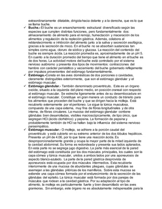 Pre informe estructuras del aparato digestivo de las gallinas | DOCX