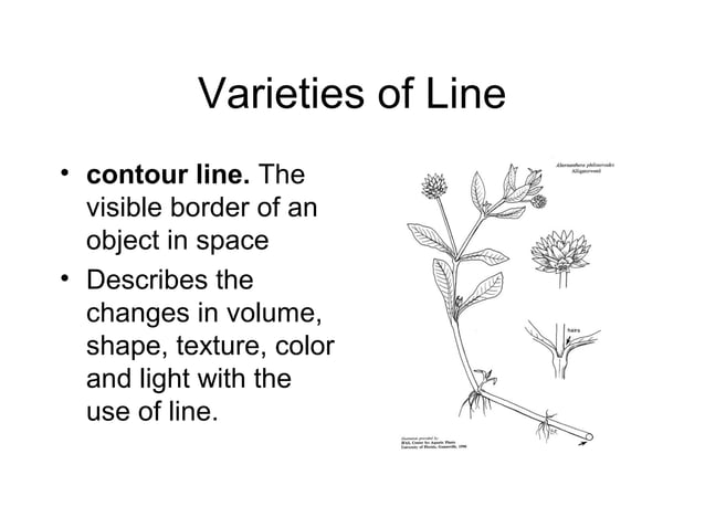 Preliminary Sketch and Organizational Line | PPT