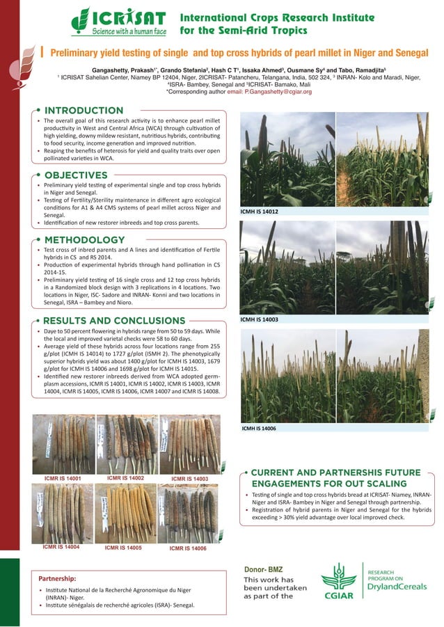 Preliminary yield testing of single and top cross hybrids of pearl ...