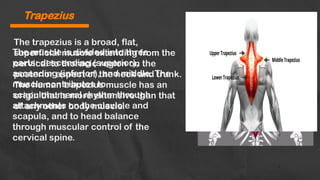 PATHFIT 2: The major muscles of core include: | PPTX