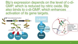 Cystic Fibrosis Infection Risk Proposal | PPT