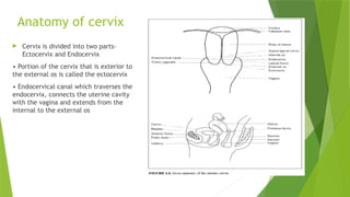 Premalignant lesions in cervix and its management.pptx
