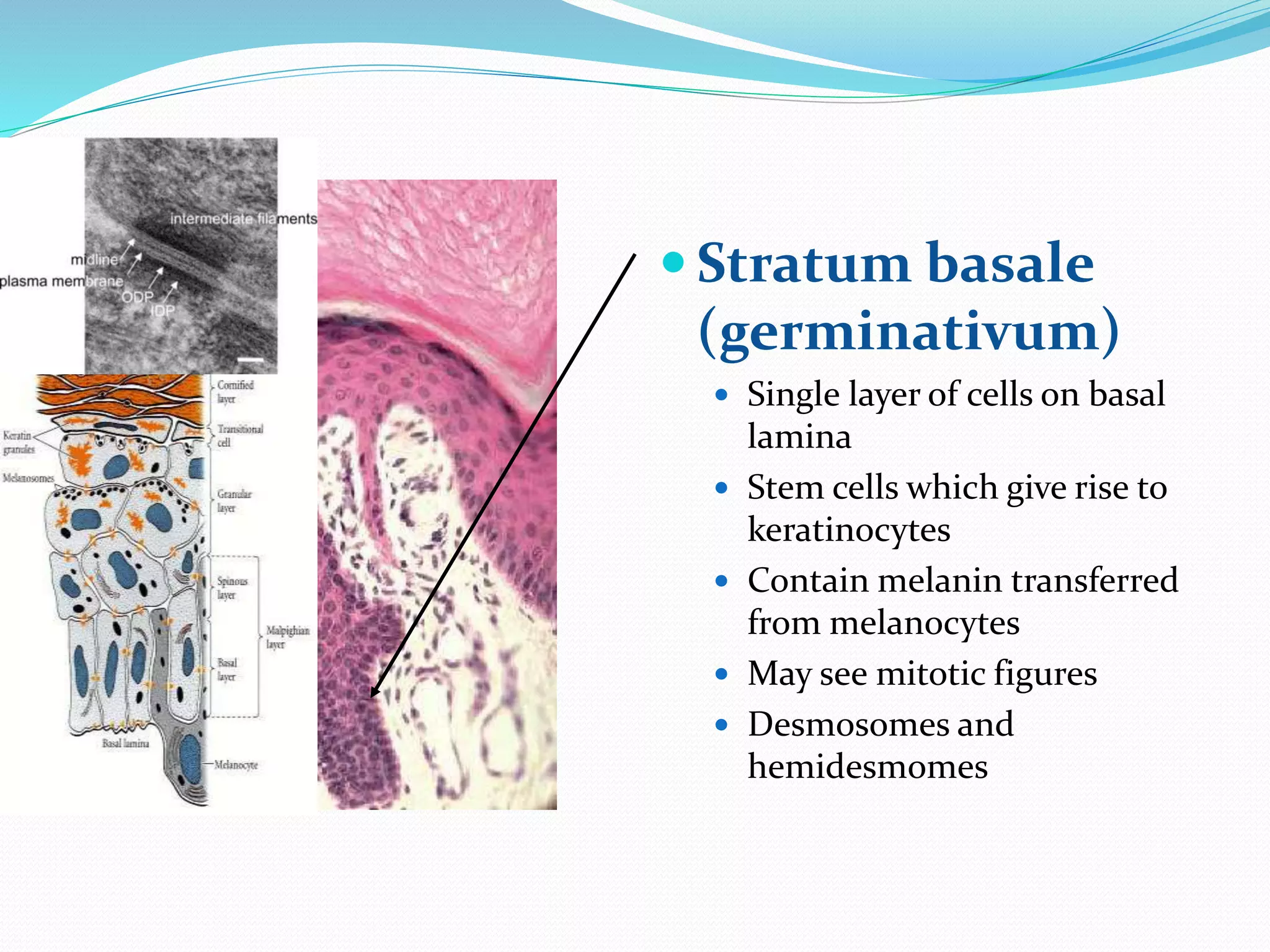 Pre malignant lesions of skin | PPTX