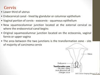 Pre-management Ca cervix & Uterus | PPTX