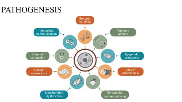 PREMATURE AGING SYNDROMES AND THEIR CLINICAL MANIFESTATIONS | PPT
