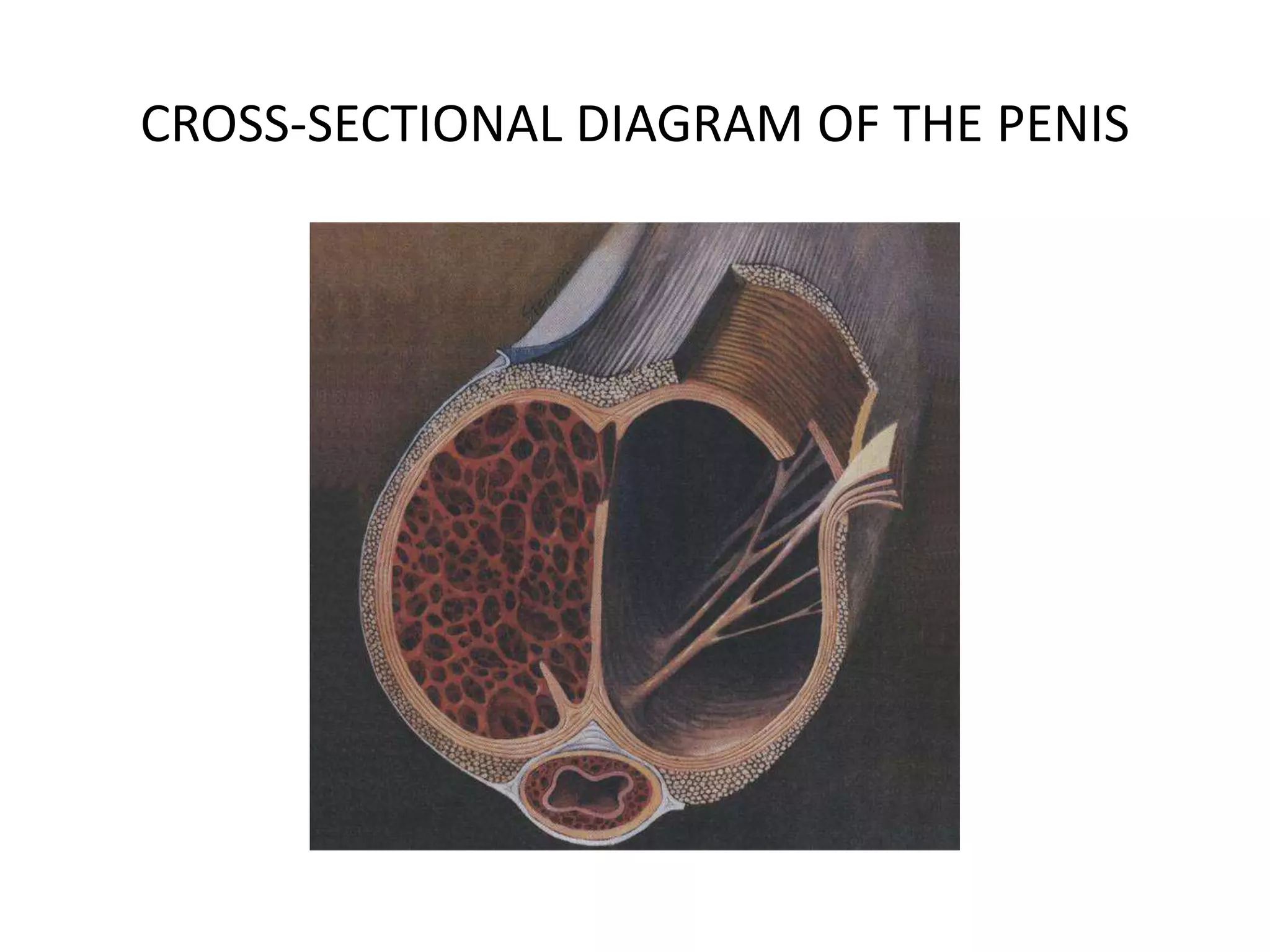 Premature ejaculation (pme) | PPT