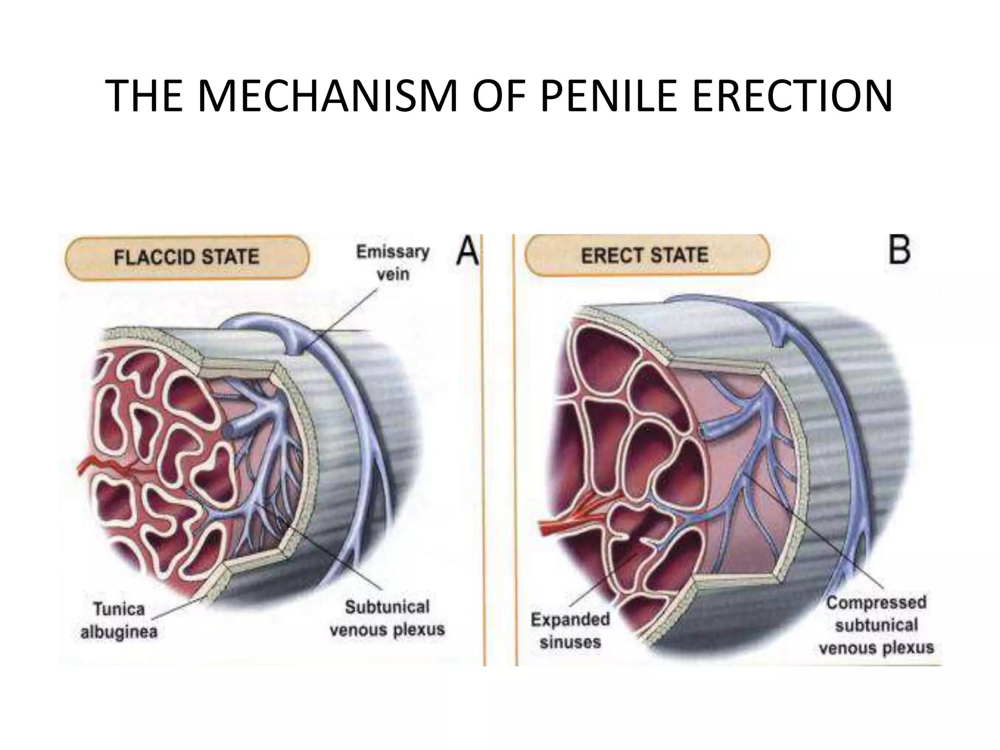 Premature ejaculation (pme) | PPT