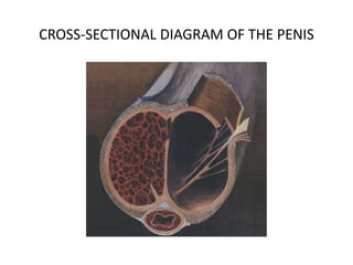 Premature ejaculation (pme) | PPT