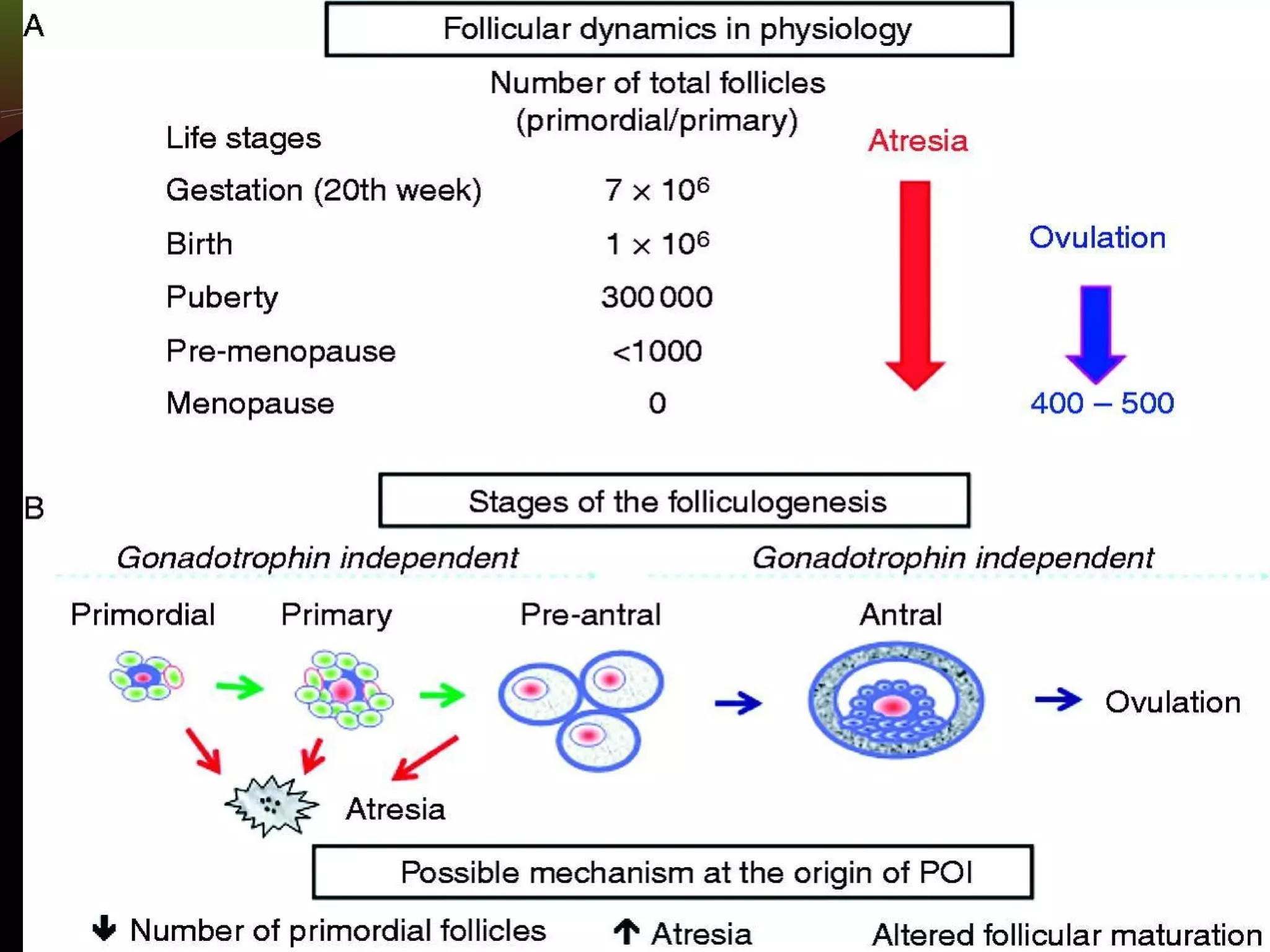 Premature ovarian failure | PPT