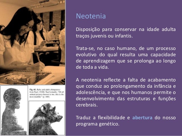 Prematuridade e neotenia