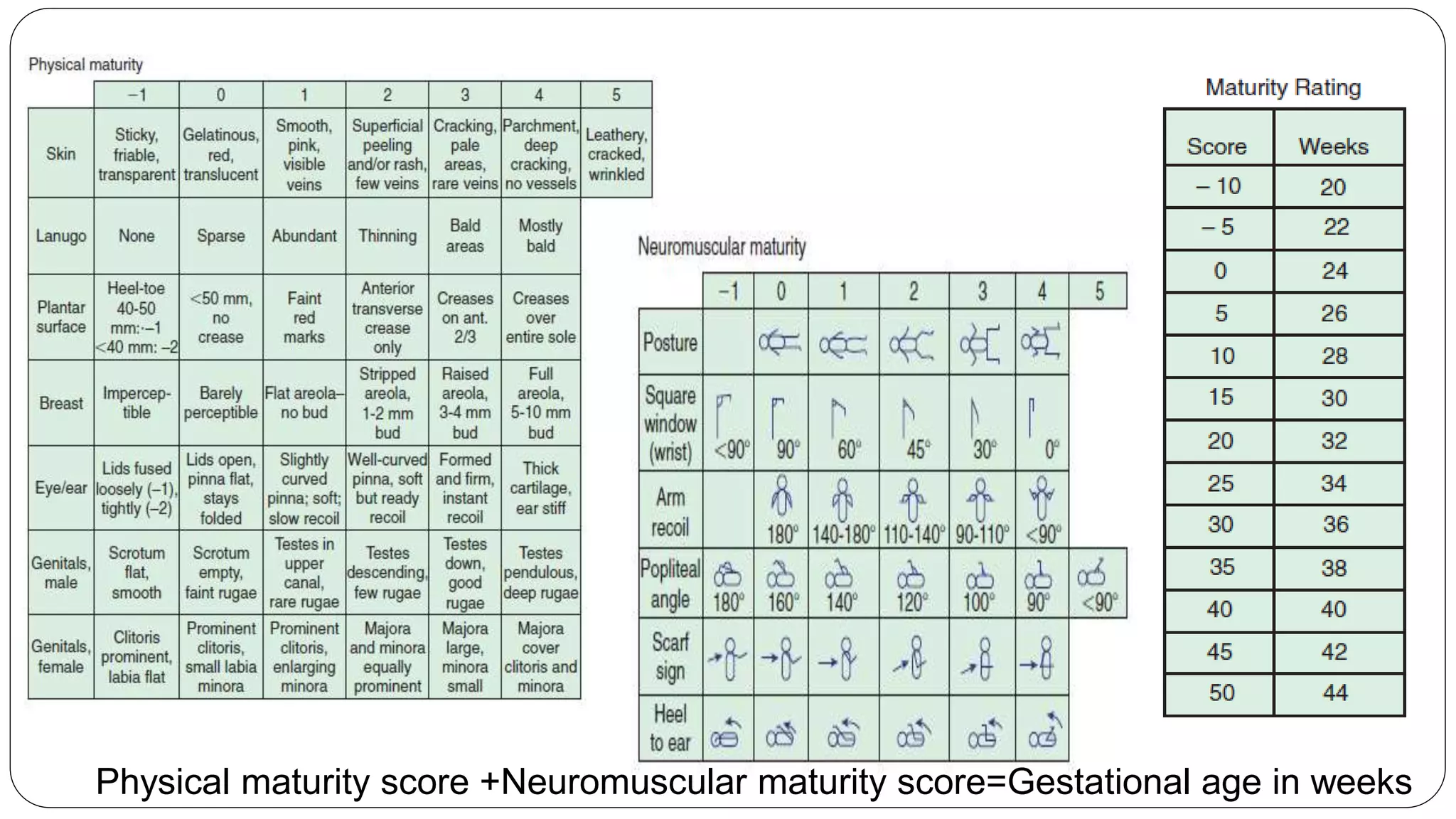 Prematurity Pediatrics | PPTX