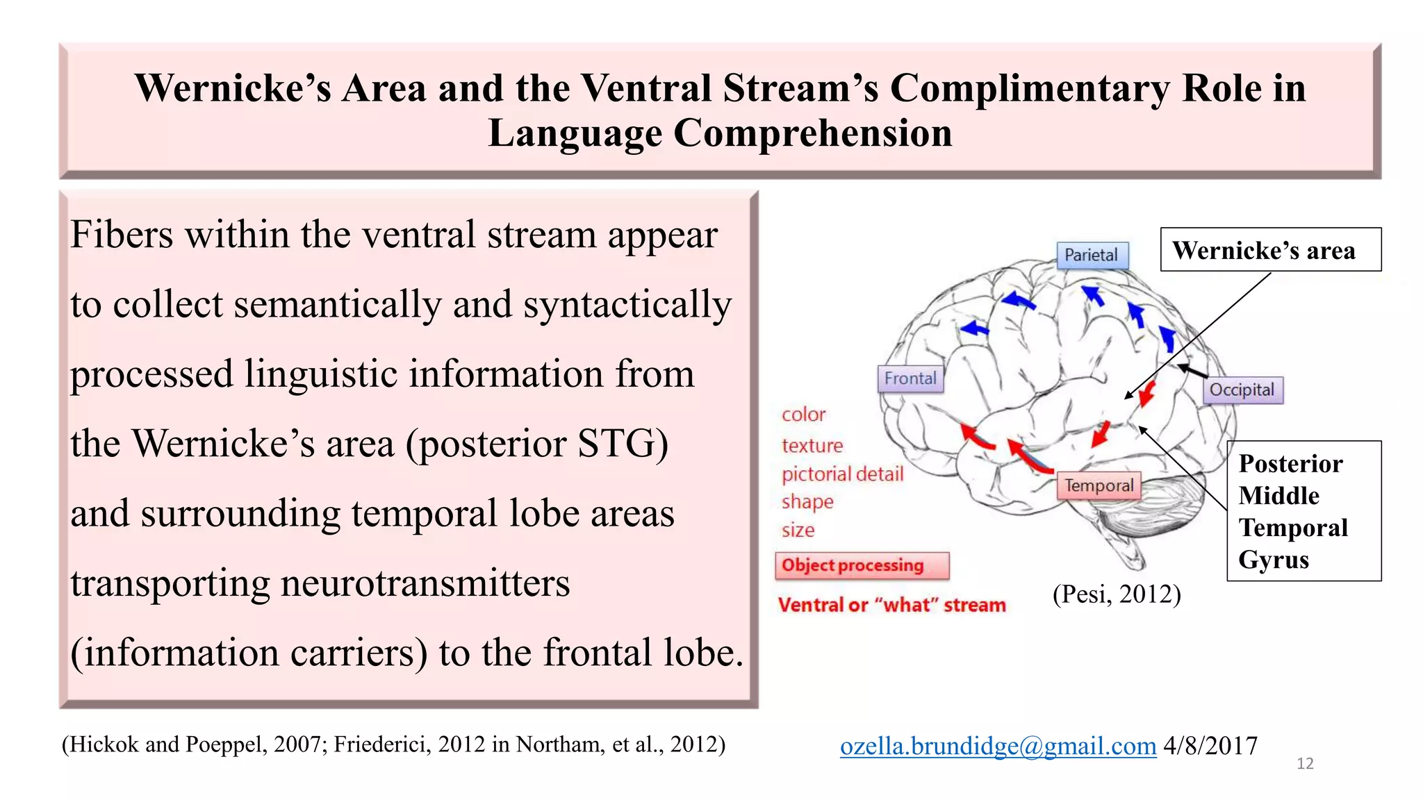 Prematurity affects the integrity of the dorsal and ventral streams | PPTX