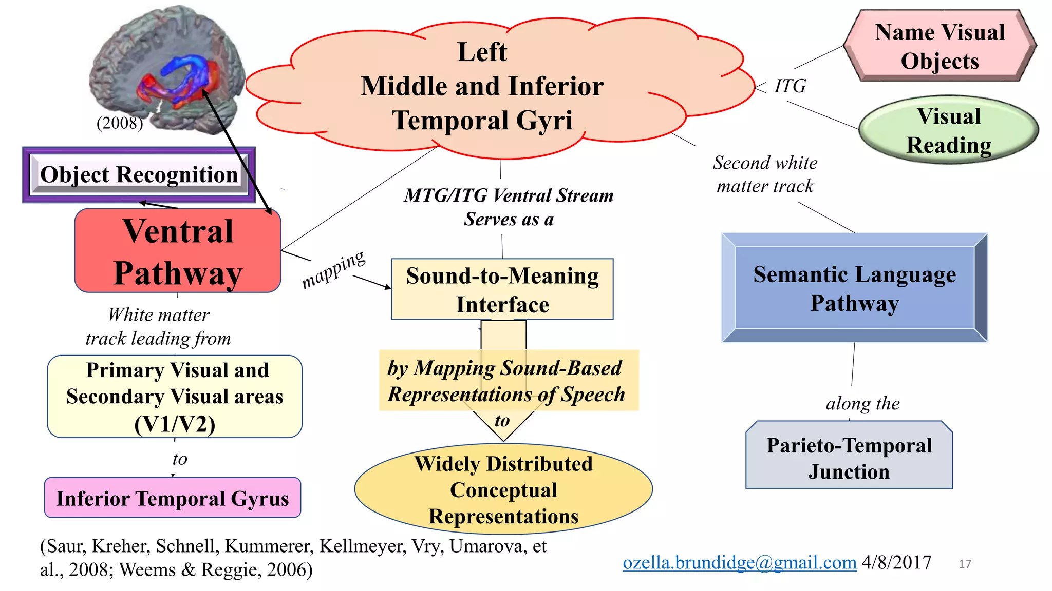 Prematurity Affects The Integrity Of The Dorsal And Ventral Streams Ppt
