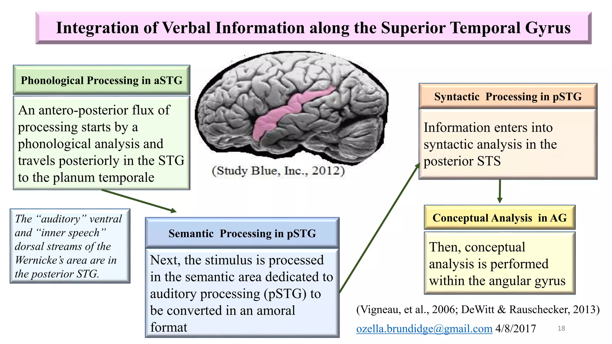Prematurity Affects The Integrity Of The Dorsal And Ventral Streams Ppt