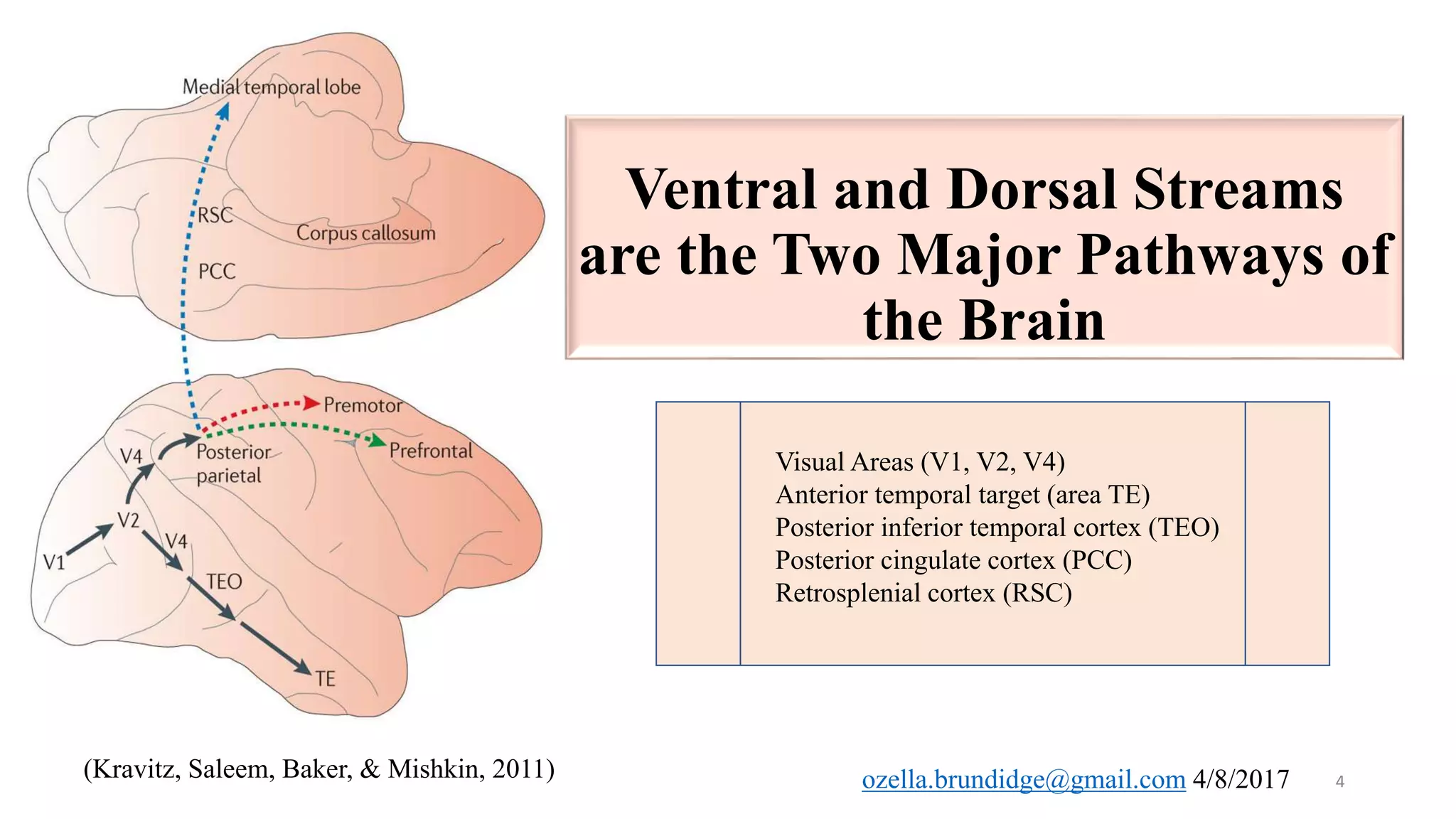 Prematurity Affects The Integrity Of The Dorsal And Ventral Streams Ppt