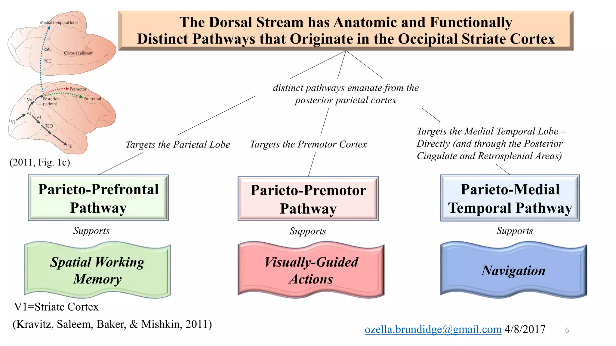 Prematurity affects the integrity of the dorsal and ventral streams | PPTX