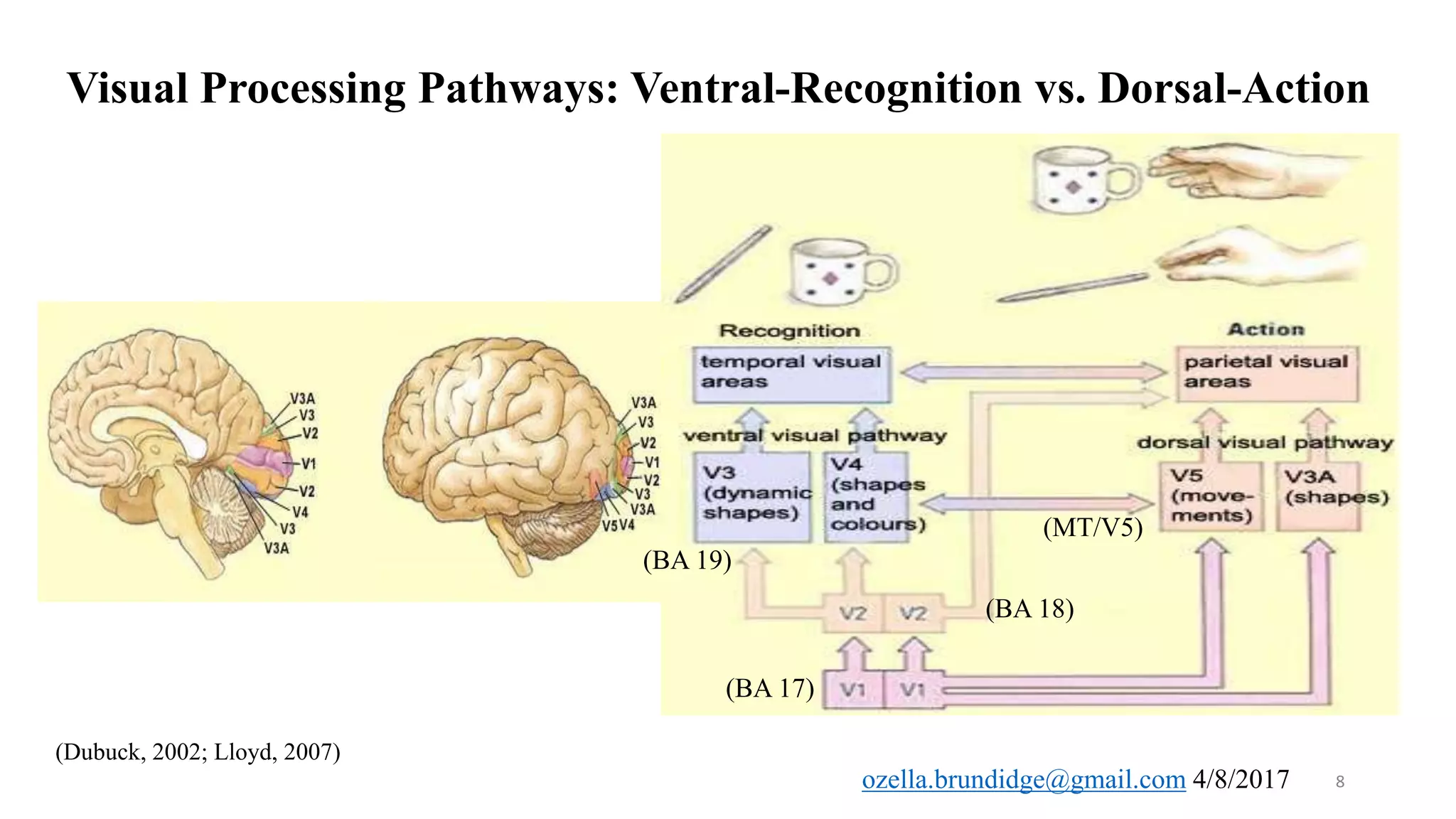Prematurity affects the integrity of the dorsal and ventral streams | PPTX