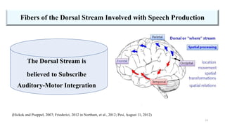 Prematurity affects the integrity of the dorsal and ventral streams | PPTX