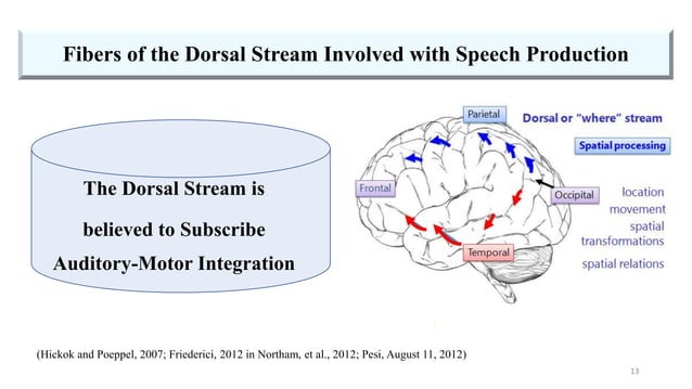 Prematurity affects the integrity of the dorsal and ventral streams | PPT