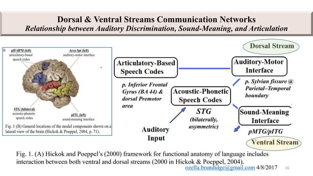 Prematurity affects the integrity of the dorsal and ventral streams | PPT