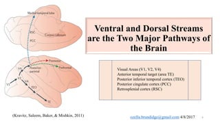 Prematurity affects the integrity of the dorsal and ventral streams | PPT