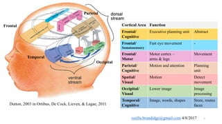 Prematurity affects the integrity of the dorsal and ventral streams | PPTX