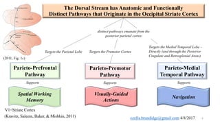 Prematurity affects the integrity of the dorsal and ventral streams | PPTX