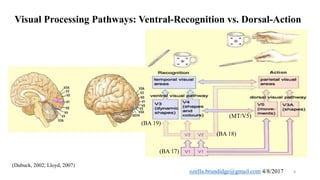 Prematurity affects the integrity of the dorsal and ventral streams | PPT
