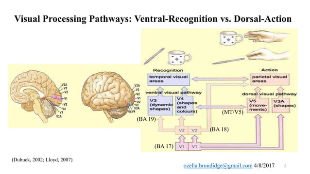 Prematurity affects the integrity of the dorsal and ventral streams | PPT