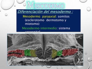 periodo preembrionario, embrionario y fetal, agentes teratogenicos | PPTX