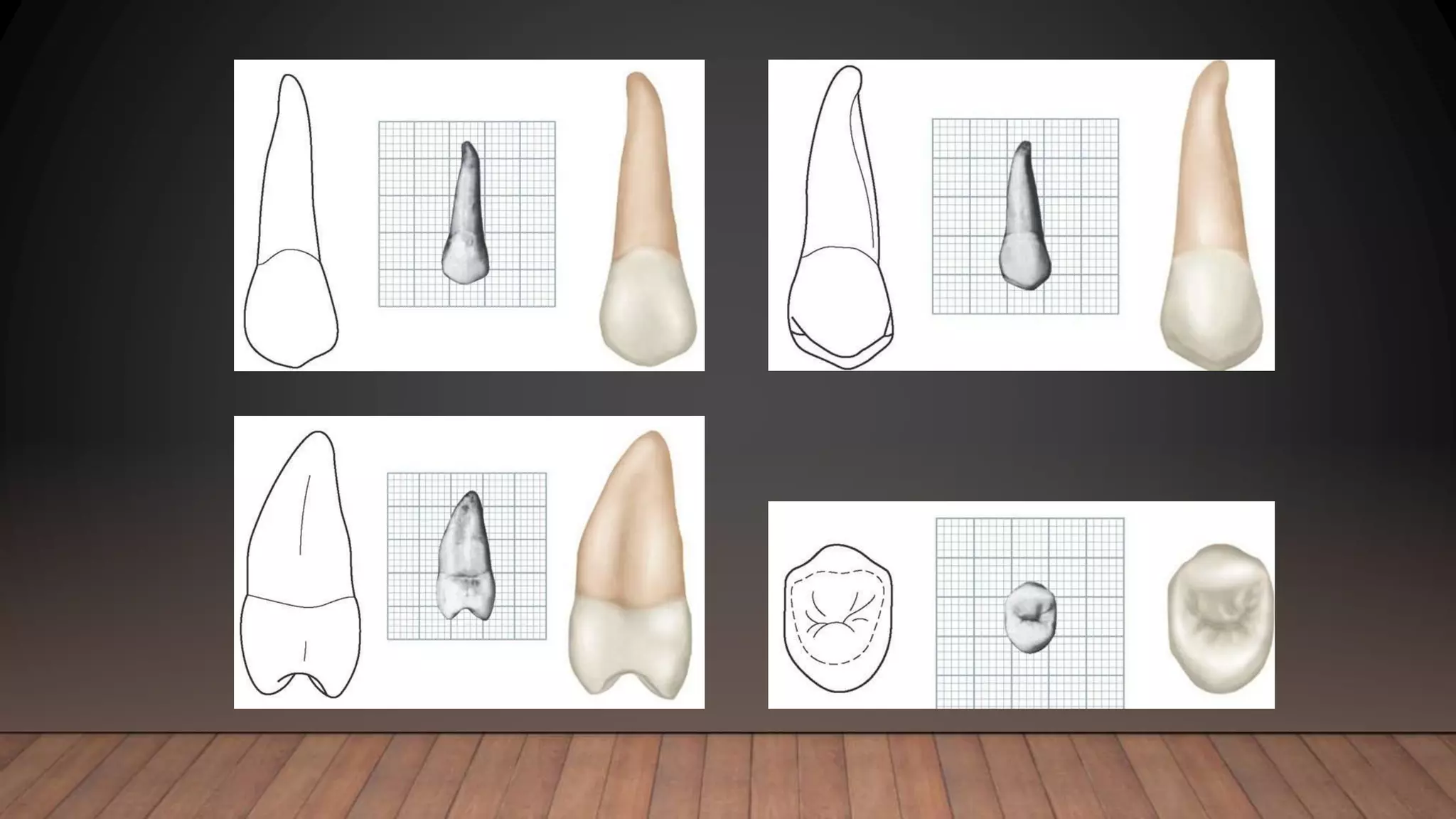 Maxillary Second Premolar | PPTX