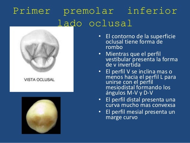Anatomia Premolares inferiores