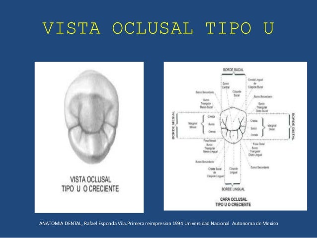 Anatomia Premolares inferiores