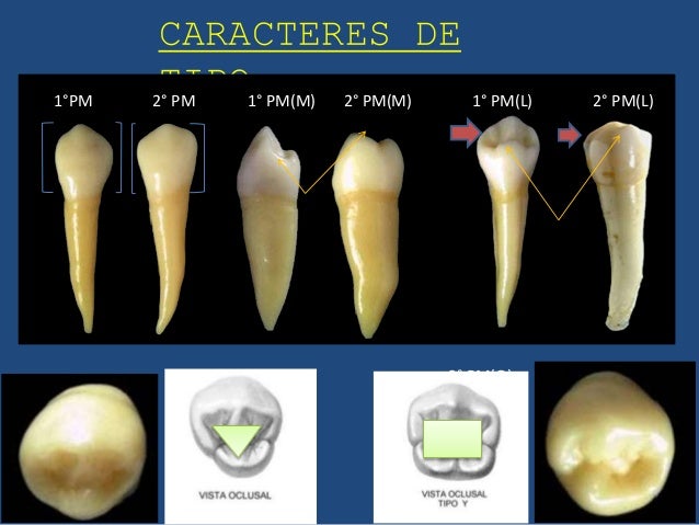Premolares: Características Y Raíces. – QSEQNN