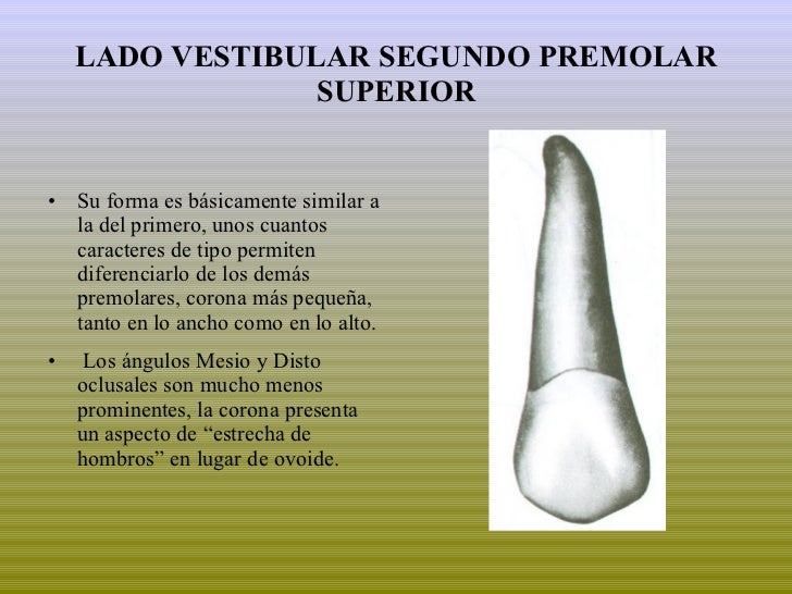 Premolares Superiores