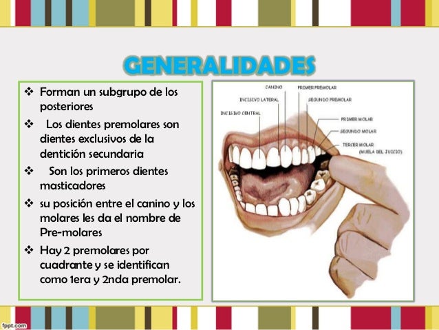 Premolares superiores[1]