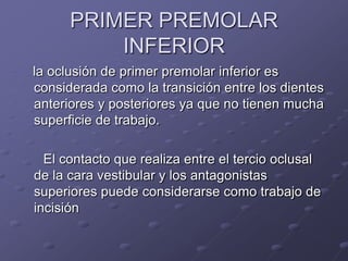 Premolares y olcusion en los permolares | PPTX