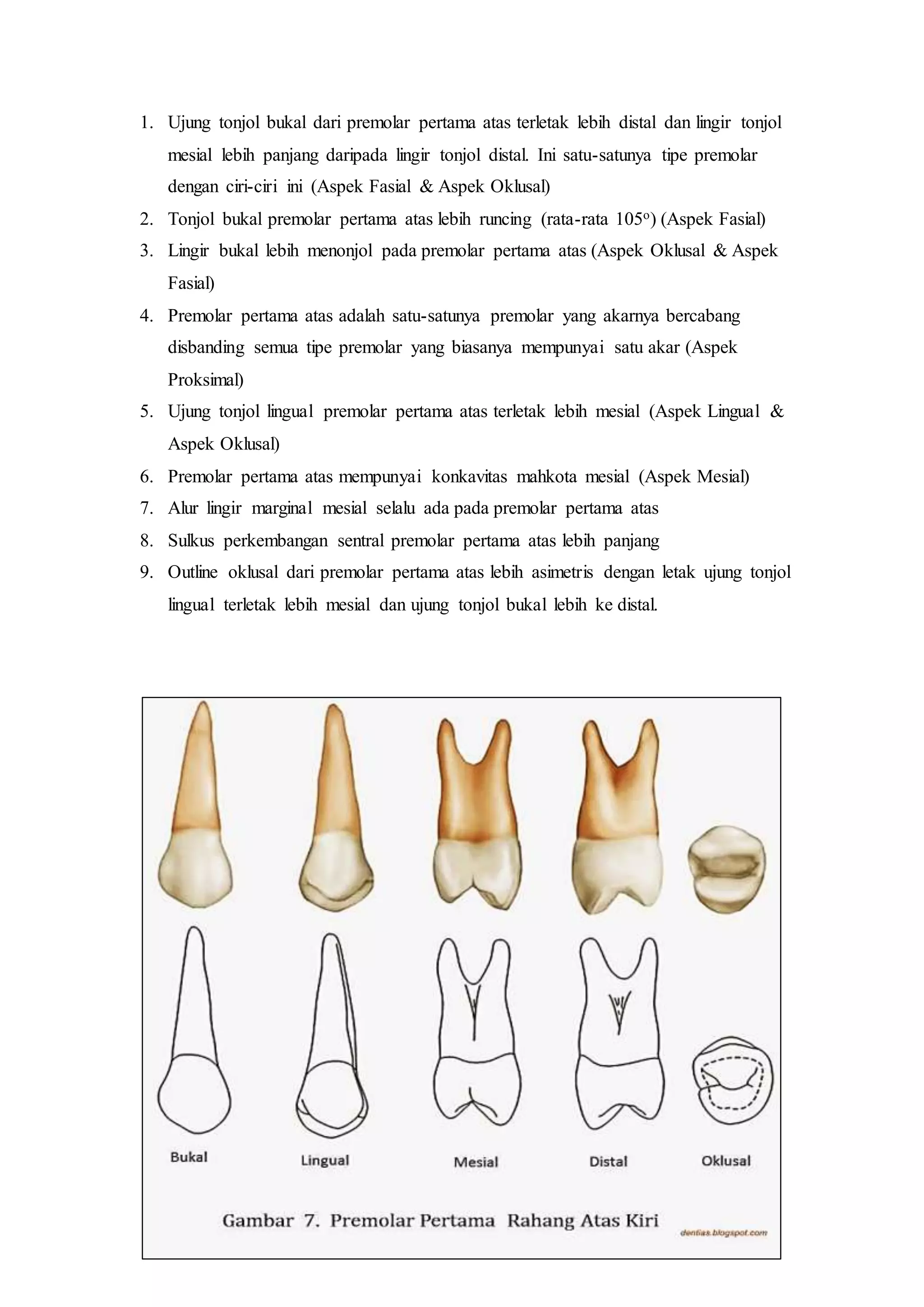 Premolar pertama rahang atas | DOCX