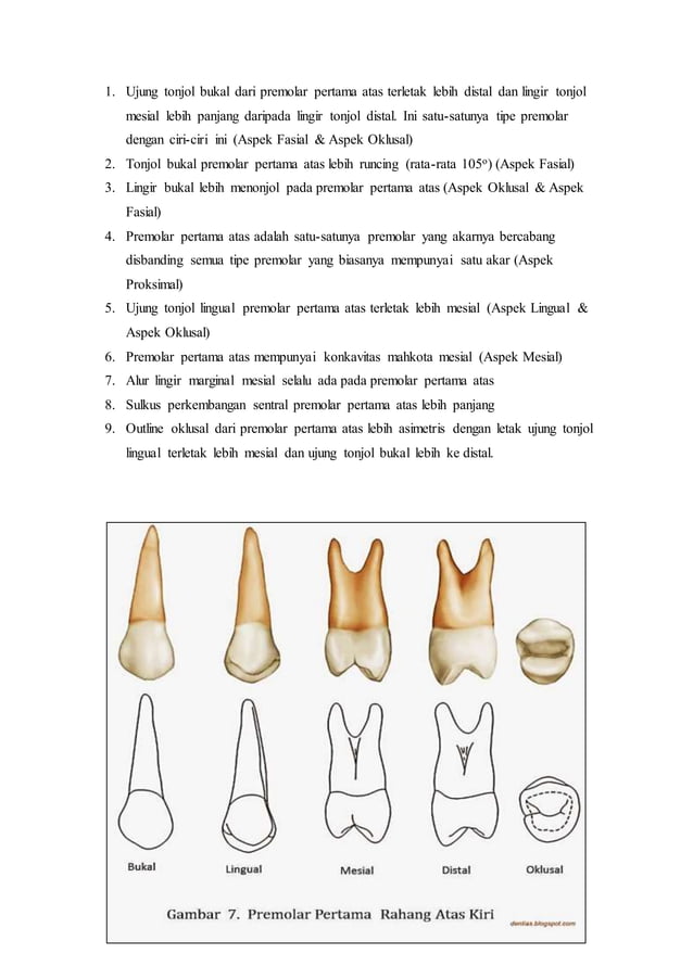 Premolar pertama rahang atas | DOCX