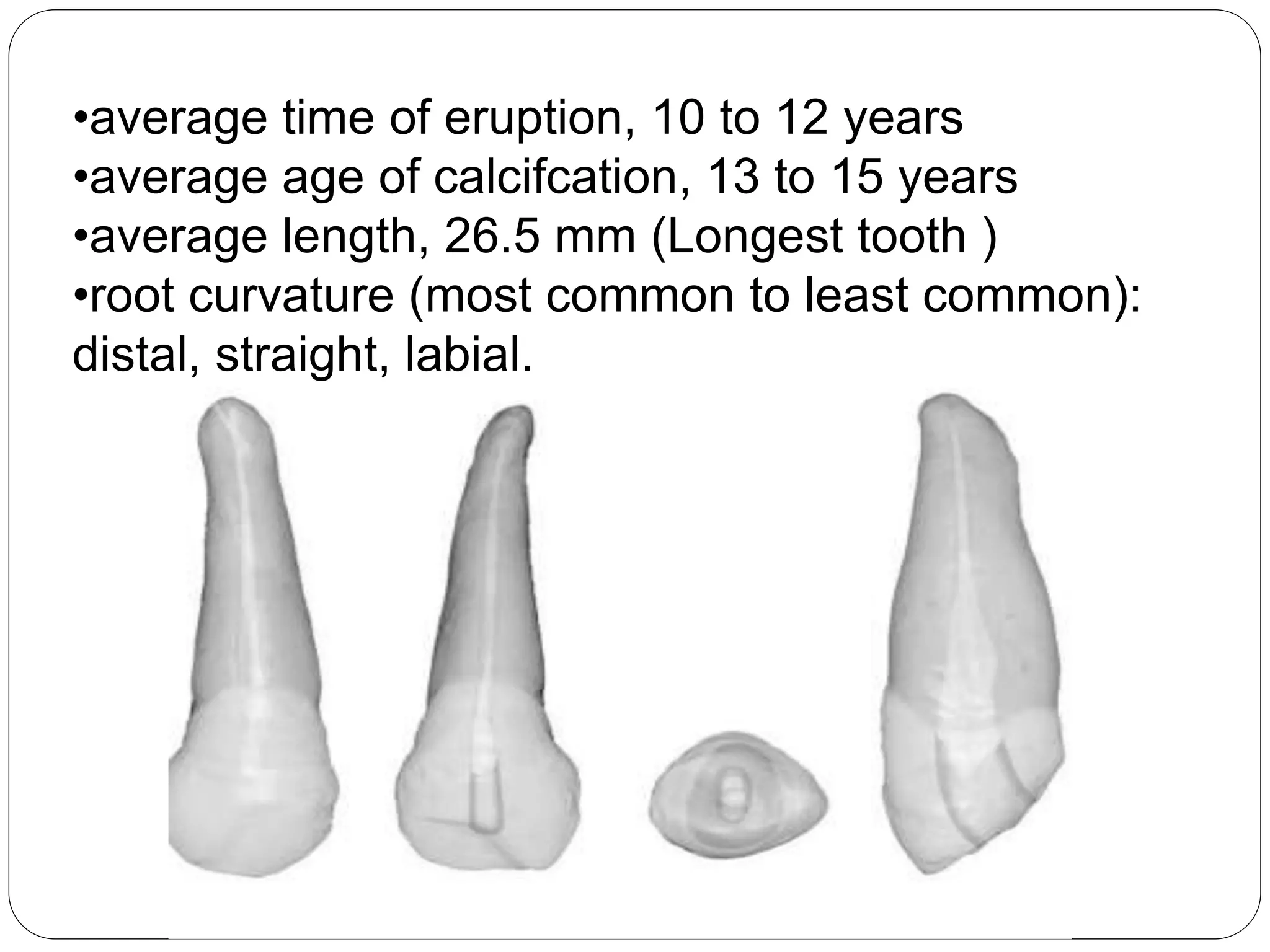 Anatomy of canines and premolars (ENDO) | PPSX