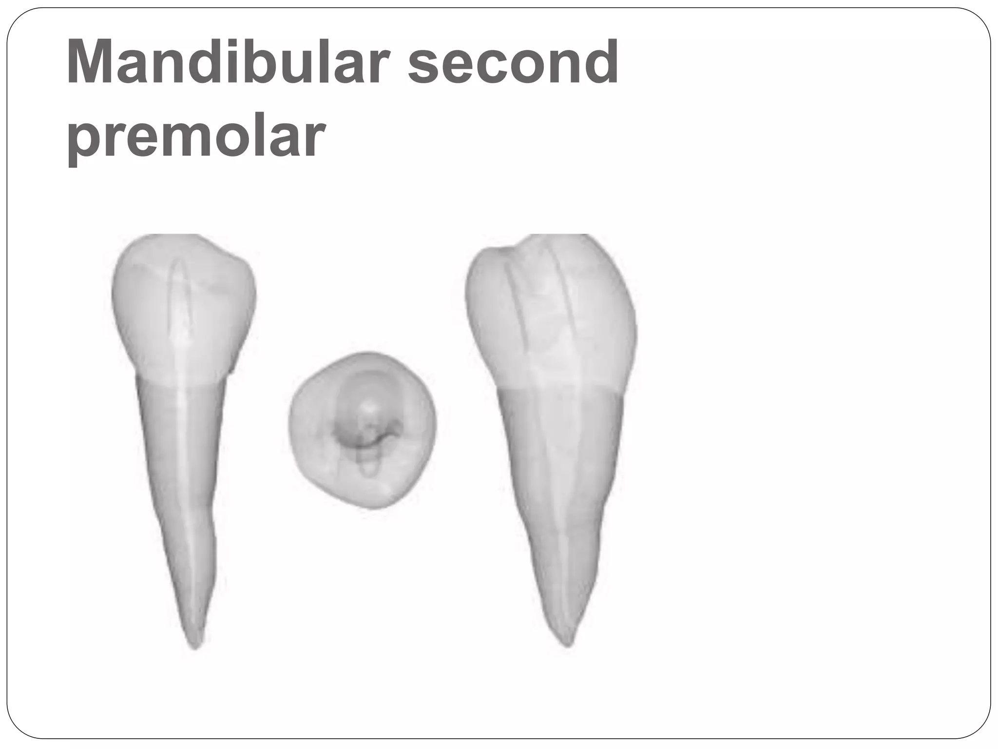 Anatomy of canines and premolars (ENDO) | PPSX