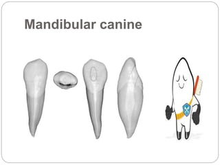 Anatomy of canines and premolars (ENDO) | PPSX