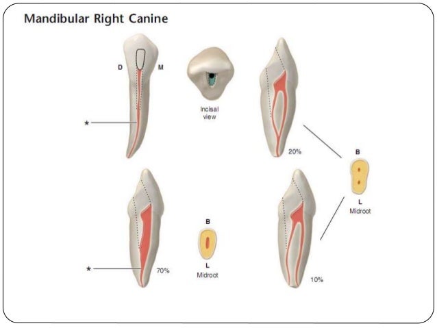Canine Upper Premolar Teeth Diagram