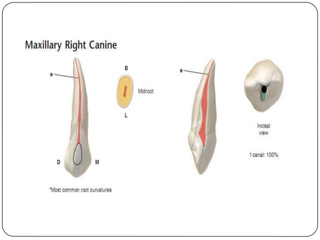 Anatomy of canines and premolars (ENDO)