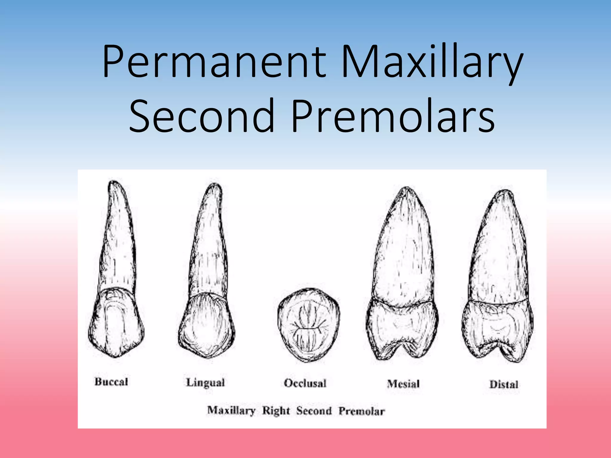 Premolars | PPTX