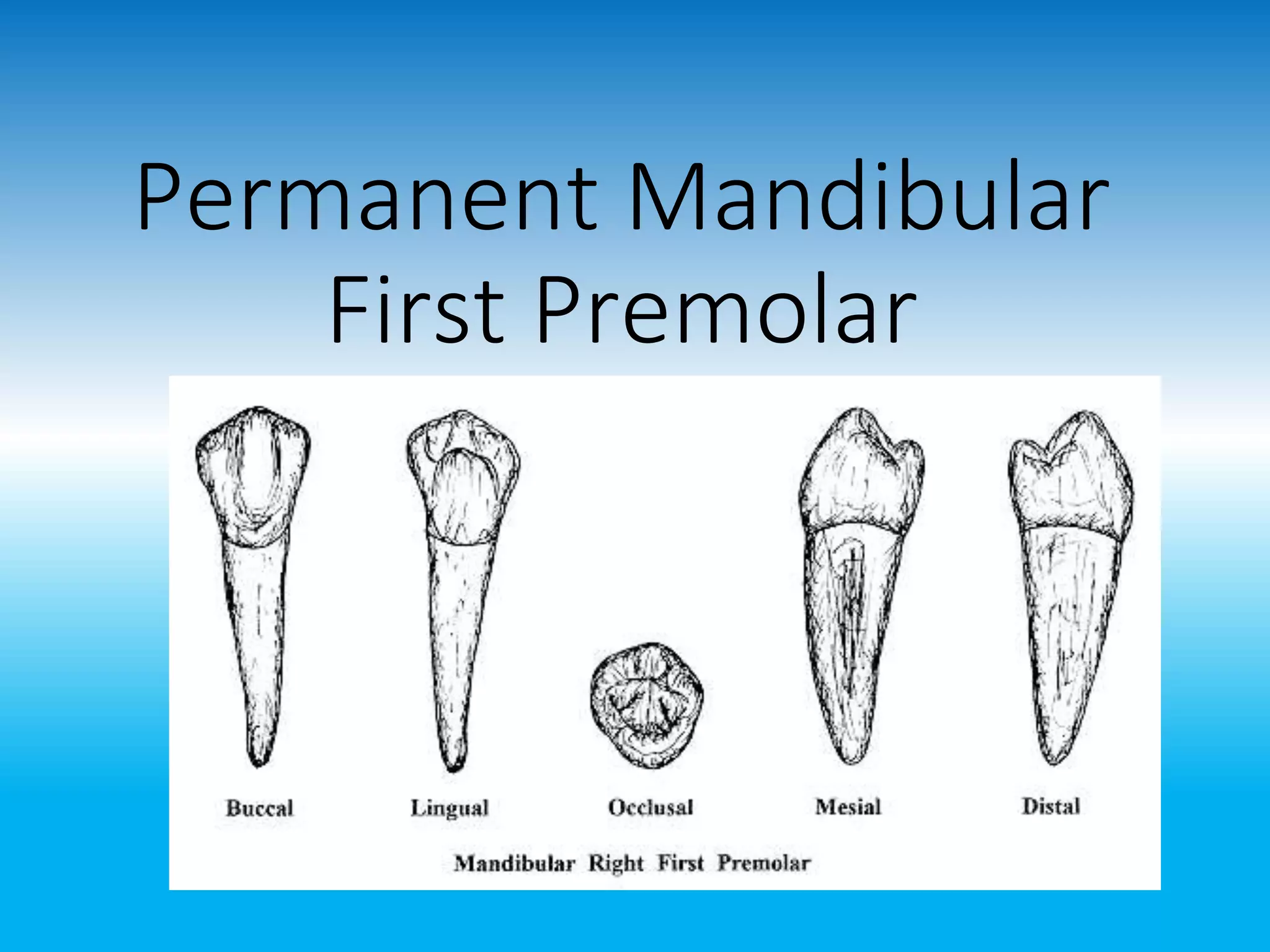 Premolars | PPTX