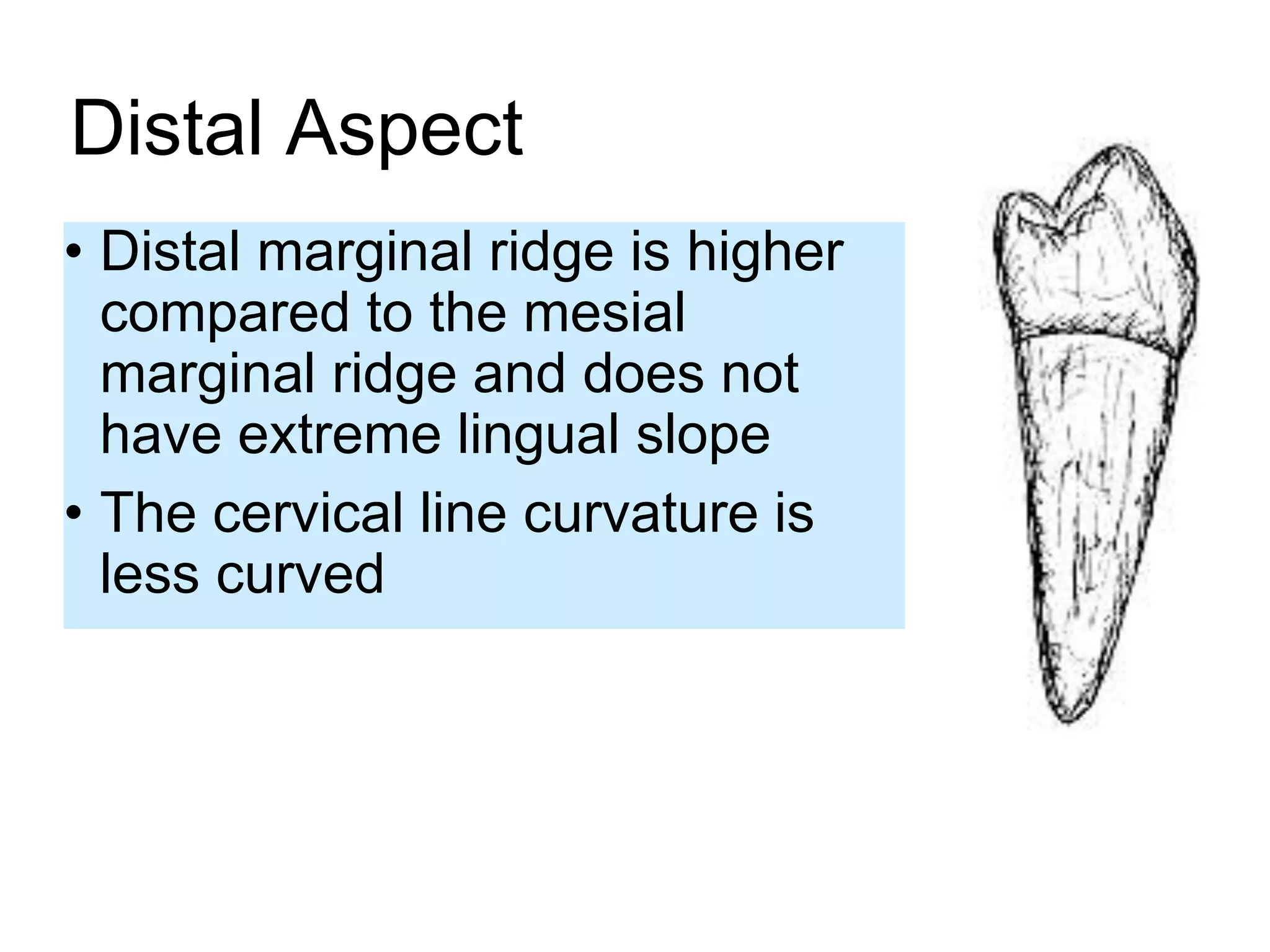 Premolars | PPTX