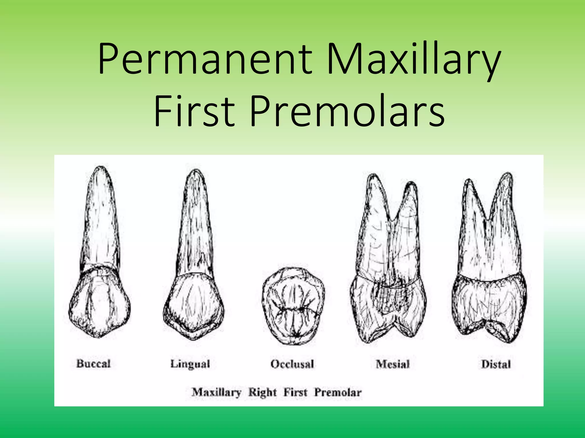 Premolars | PPTX